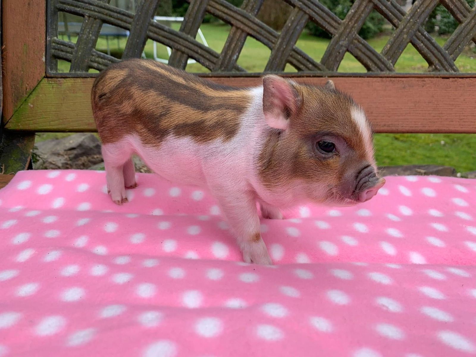 Mini Pigs Paradise – We are a very well trusted, reputable company with ...